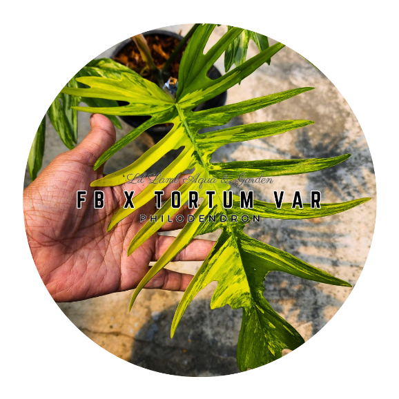 [Philodendron] FB Florida Beauty x Tortum Var Variegated Premium ...