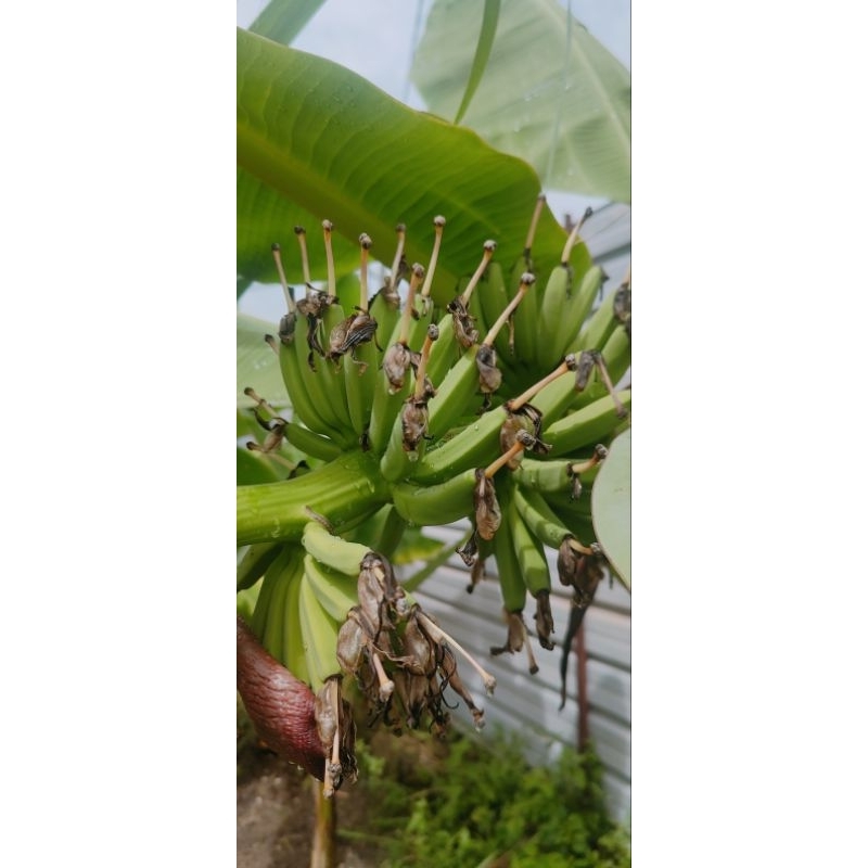 ANAK SULUR POKOK PISANG KAPAS/PUTAR/MINYAK | Shopee Malaysia