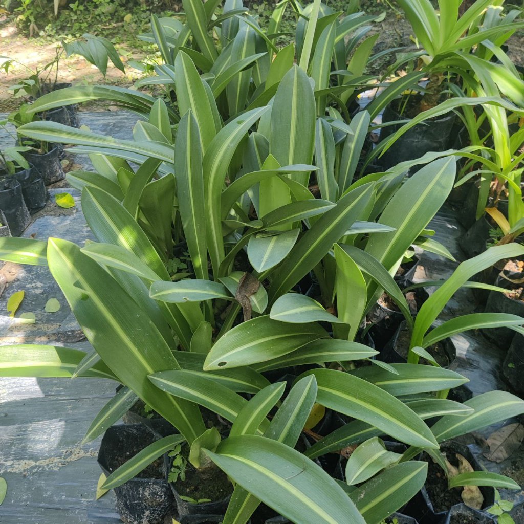 ANAK POKOK BUNGA LILI | Shopee Malaysia