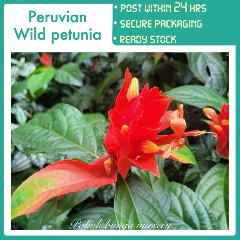PBN - Peruvian wild petunia - Ruellia chartacea red flower bunga merah ...