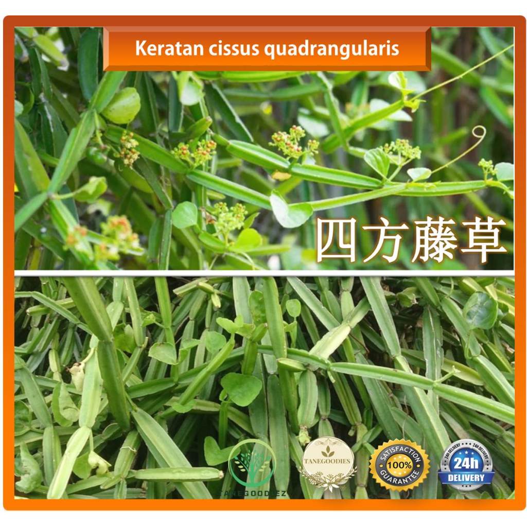 Cutting Pirandai Veldt Cissus Quadrangularis Herb Medicinal Pokok Patah ...