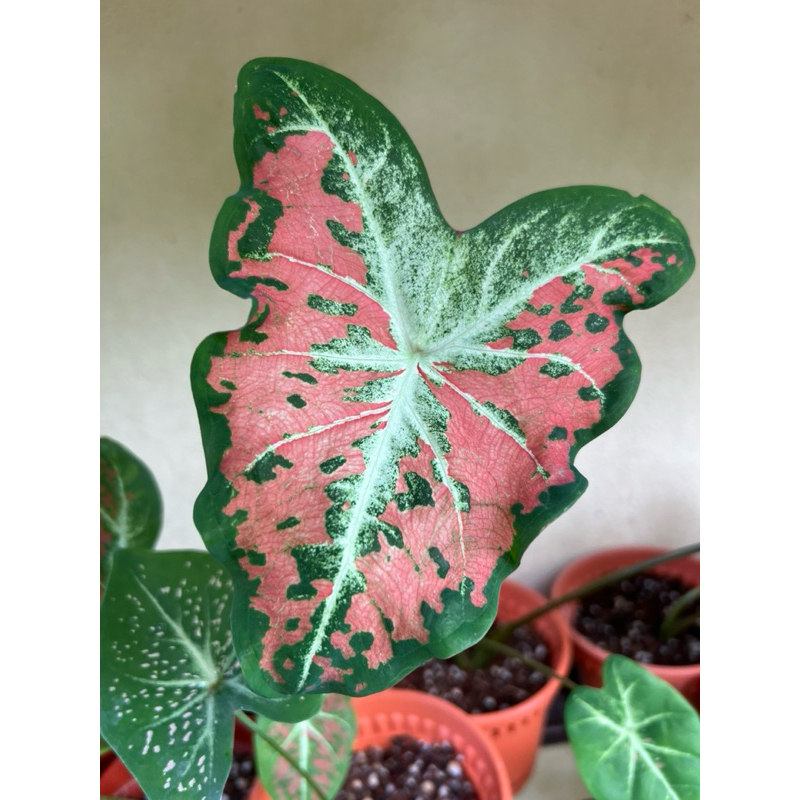 KELADI BUTTERFLY/RAMA RAMA /THAI CALADIUM BUTTERFLY | Shopee Malaysia
