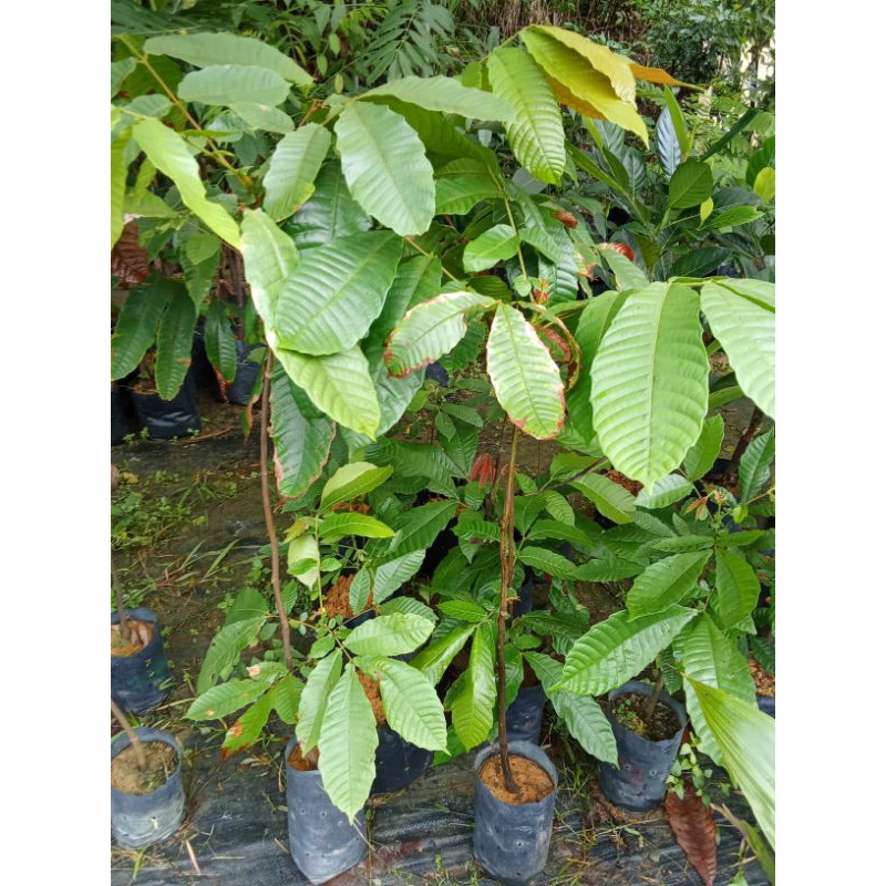 Pokok Matoa / buah 3 rasa | Shopee Malaysia