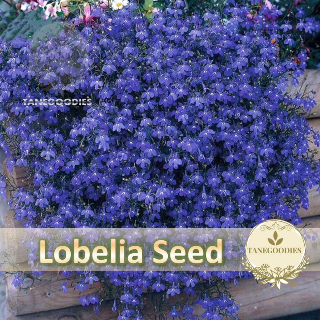 30pcs Seed lobelia Blue Cardinal Flower Biji Benih Bunga Lobelia 翠蝶花种子 ...