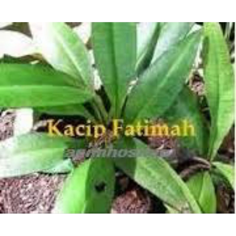 Pokok Kacip Fatimah Tradisional(Anak Pokok) | Shopee Malaysia