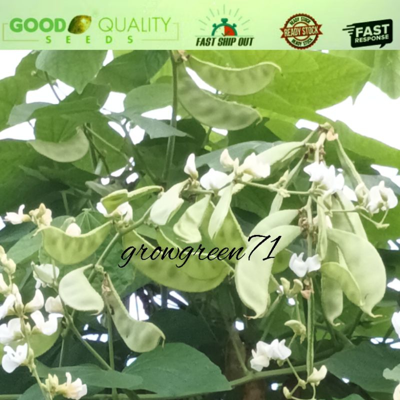 5/10 pcs Benih KACANG SEPAT/hyacinthbean/haricot/lab lab bean seed ...