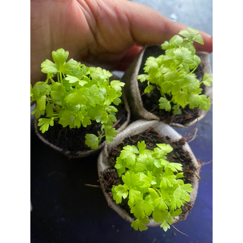anak pokok Daun Sup (size XS) | celery | daun sup hidup|live plant ...