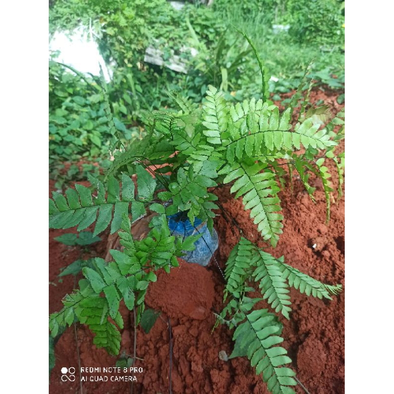 40 POKOK BUNGA paku pakis berakar | Shopee Malaysia