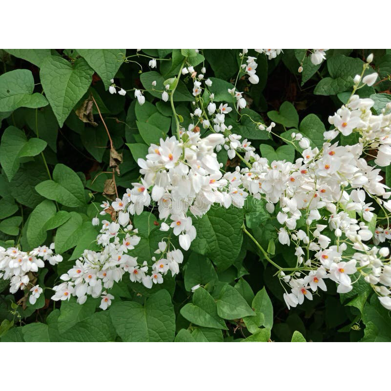 Pokok Bunga Air Mata Pengantin Putih WHITE @ Leptopus / pokok dalam ...