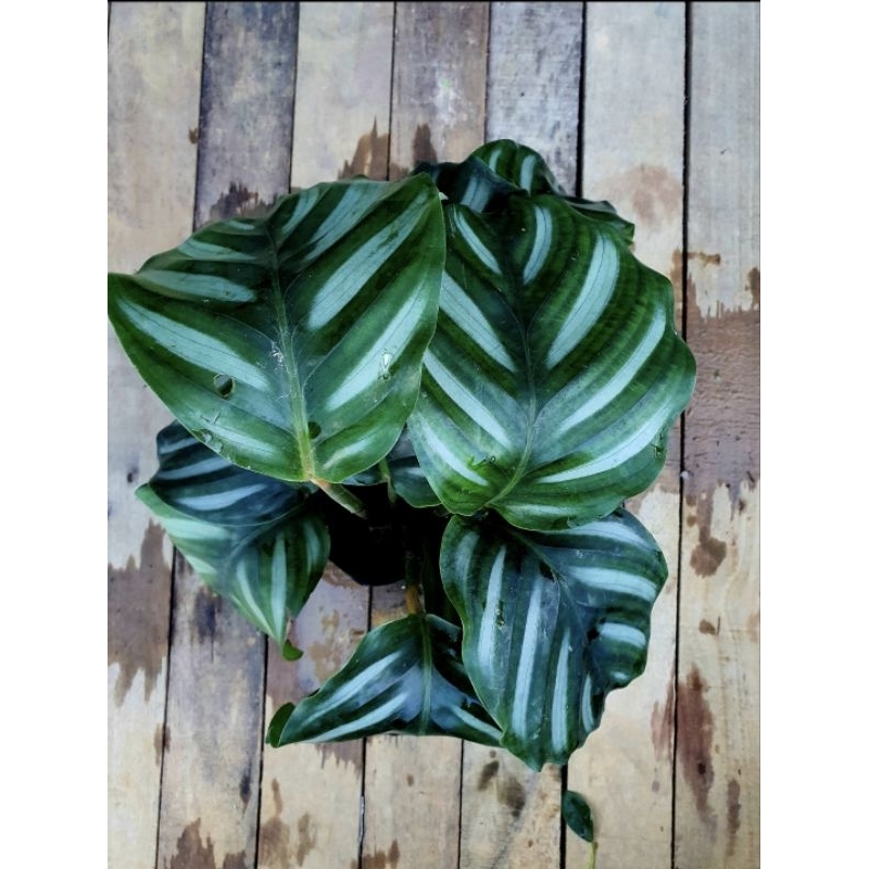 Anak pokok Calathea Fasciata rare indoor live plants | Shopee Malaysia