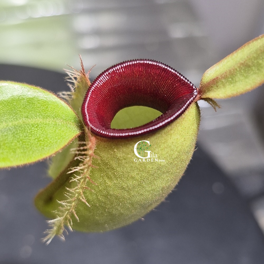 Nepenthes Ampullaria Hot Lips [Monkey Cup, Nepenthes][Carnivorous ...