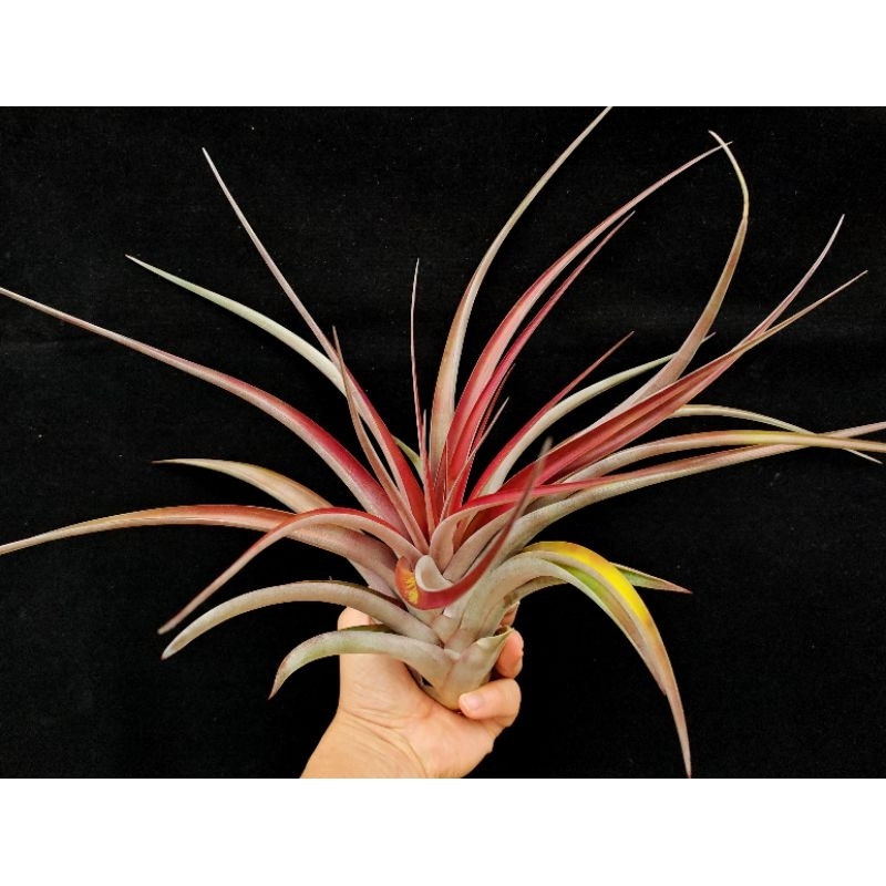 Tropical Selection's - Tillandsia fasciculata Tropiflora x (bulbosa x ...