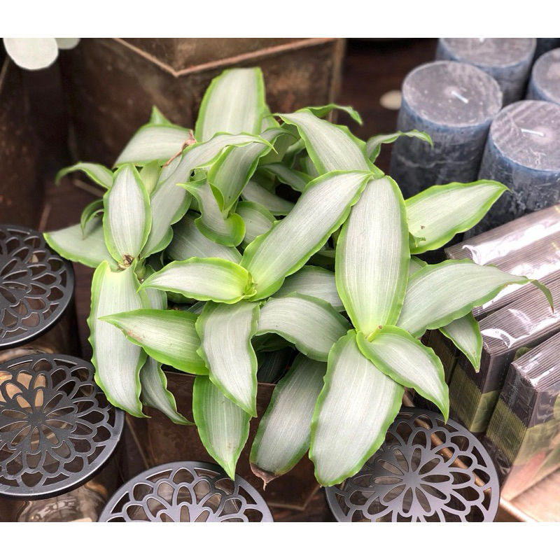 Pokok Rumput Cina BATIK / pokok dalam polybag | Shopee Malaysia