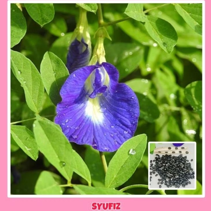 SYUFIZ GARDEN - Biji Benih Bunga Telang (30 Biji) | Shopee Malaysia
