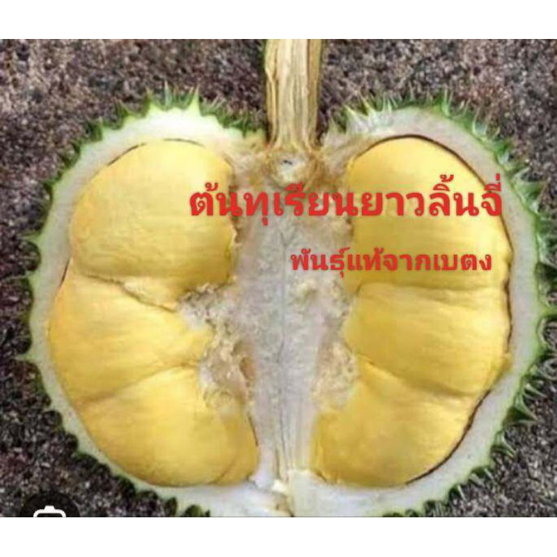 benih durian Yau Lin chee | Shopee Malaysia