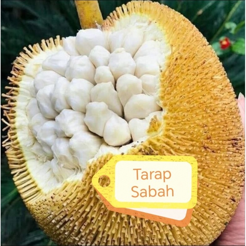 Pokok Tarap Original Sabah | Shopee Malaysia