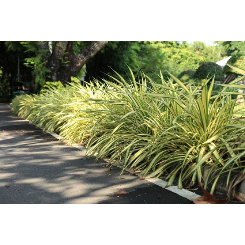 LFT - POKOK HIDUP LANDSCAPE / PANDANUS VARIEGATED / DWARF SCREWPINE ...