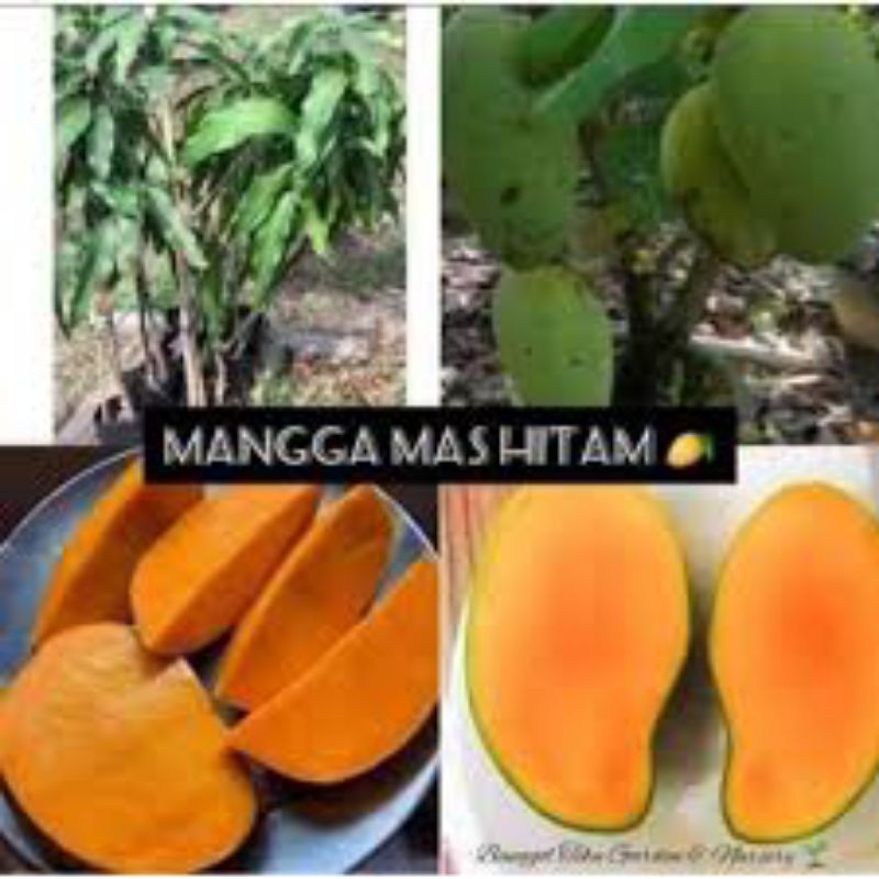 Pokok Mangga Mas Hitam | Shopee Malaysia