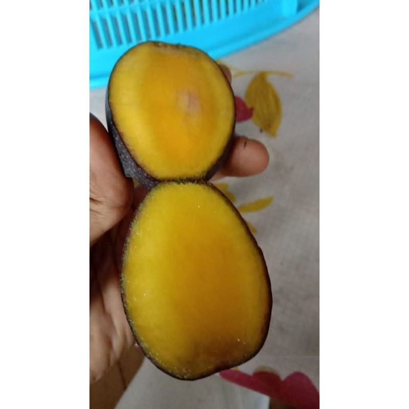 ANAK POKOK ASAM RAWA / Buah Topah/ Pelam Rawa/ Asam Kumbang | Shopee ...