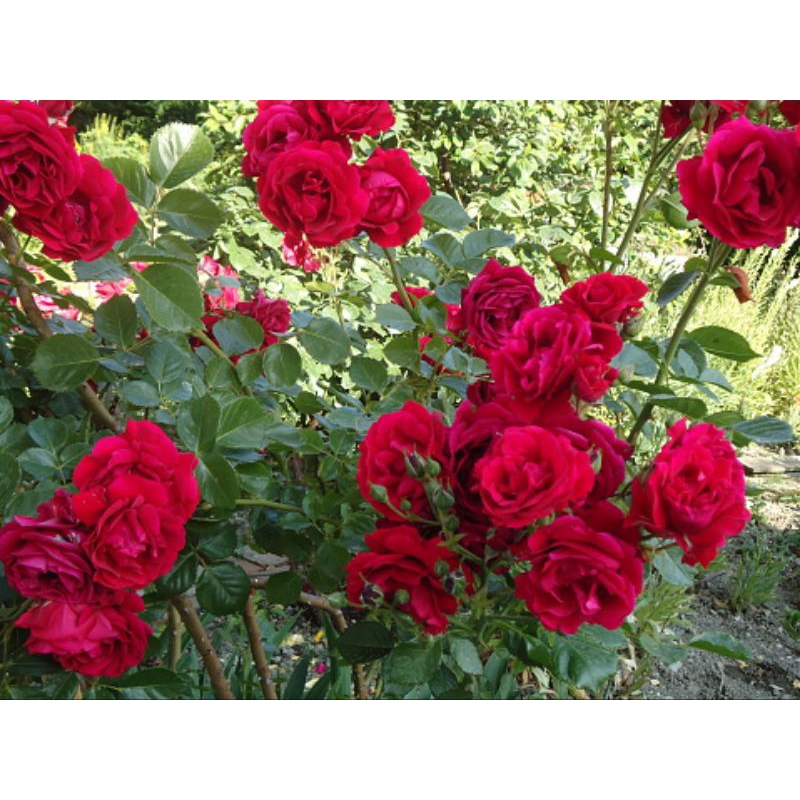 BAJA SUPER BUNGA ROS / ROSE FLOWER ( Baja Super Merah Premium ...