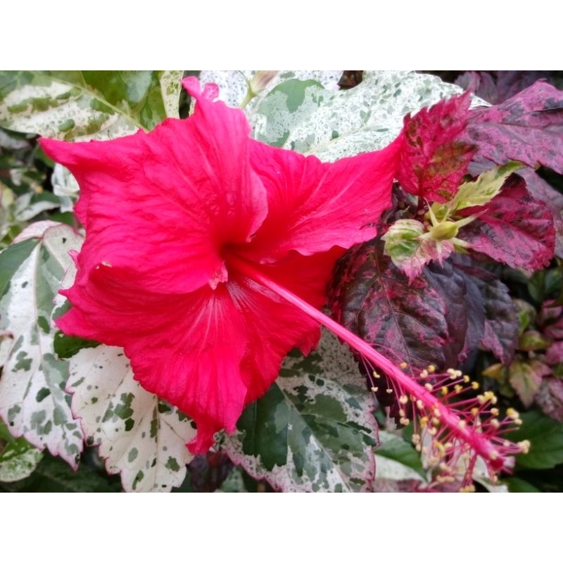 pokok bunga raya daun batik /variegated pokok hidup | Shopee Malaysia