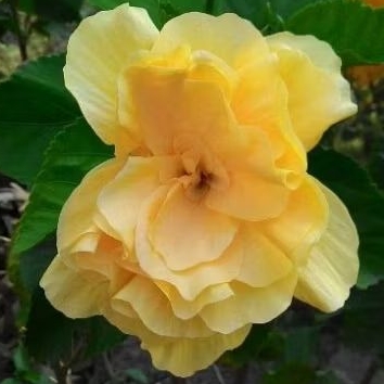 黄色朱槿花小树（Anak Pokok Bunga Raya Kuning) | Shopee Malaysia