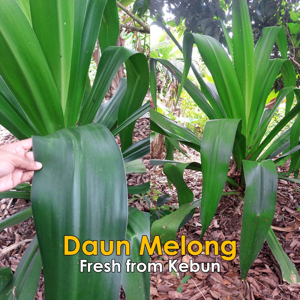 Daun Melong/Daun Malong/Daun Tembaga Suasa/Crinum asiaticum | Fresh ...