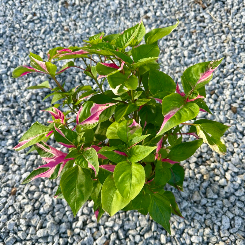 🔥OUTDOOR🔥 ALTERNANTHERA PARTY TIME TREE / Parrot Leaf / Joseph Coat ...