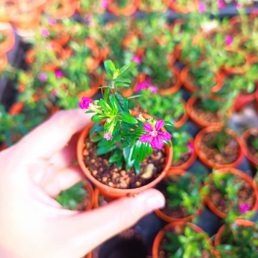 LUSHECO - Cuphea Mini with pot 55mm/Small Plant Terrarium Plant ...