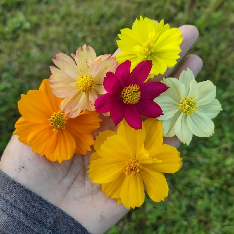 100pcs Benih Bunga Kosmos Sulphureus Pelbagai Warna / Sulphureus Cosmos ...