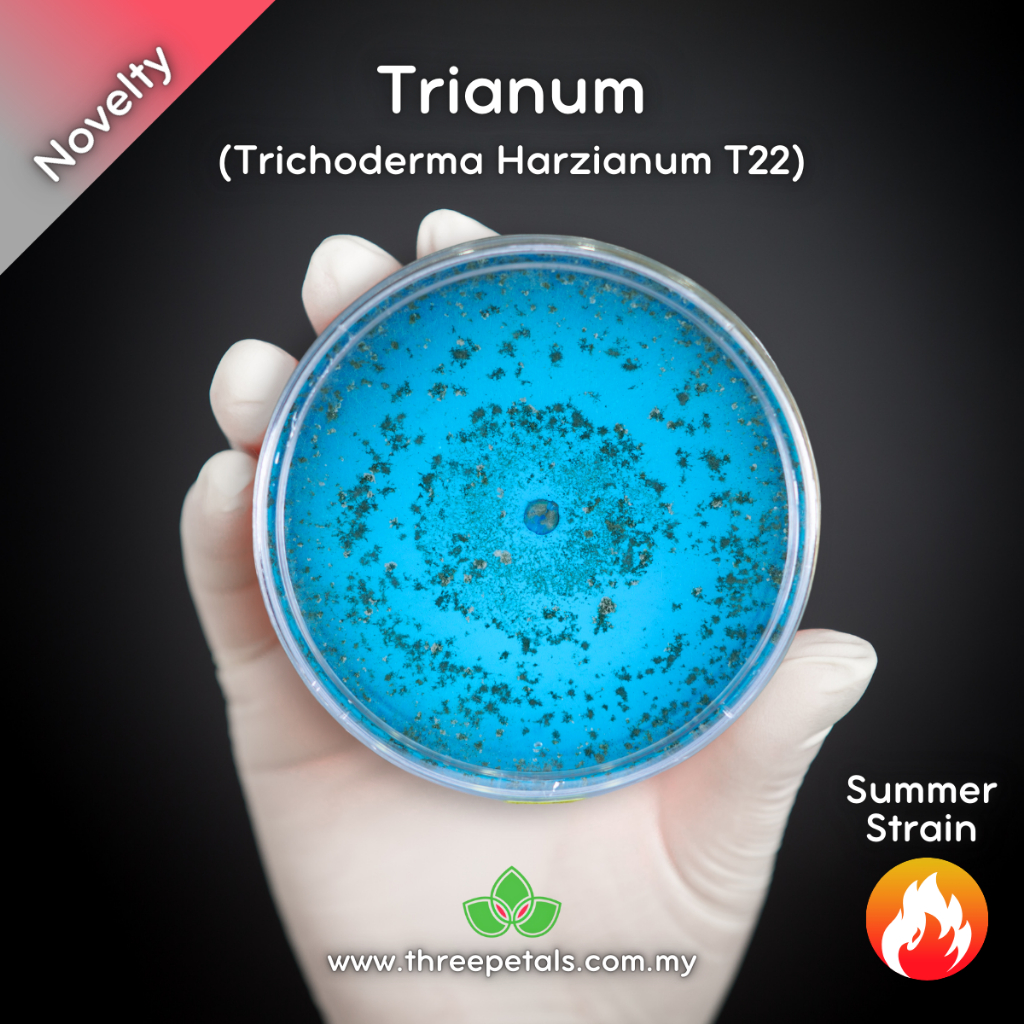 Trianum (Trichoderma Harzianum T22) Live Mycelium Mushroom Culture ...