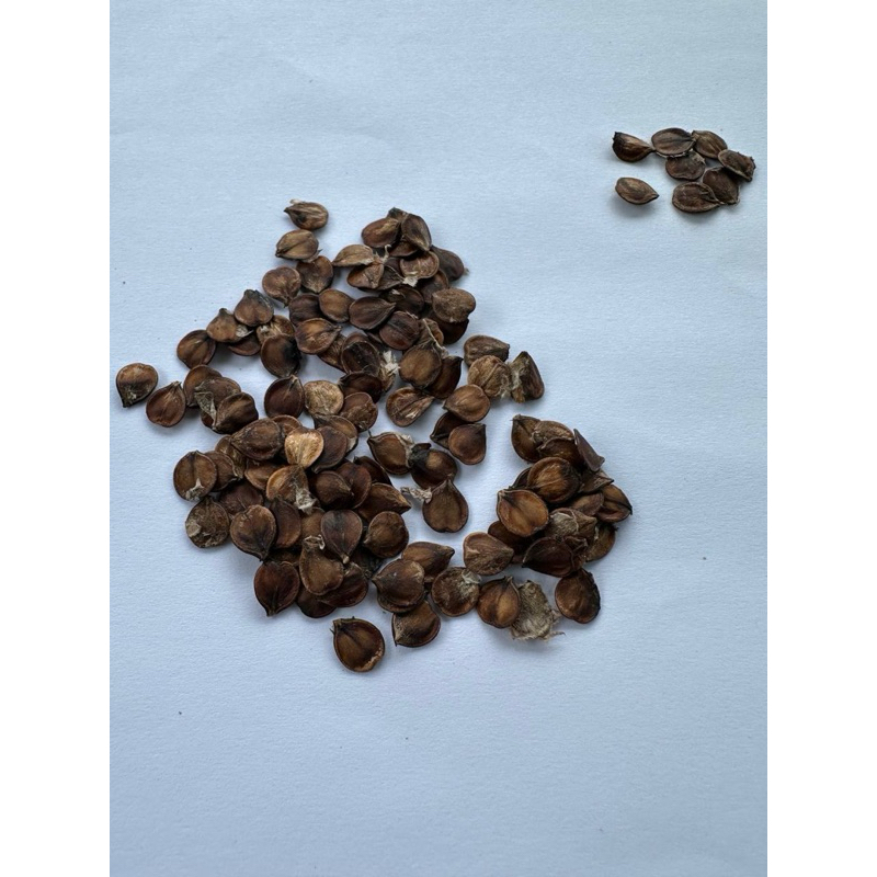 BENIH LABU KAYU (CALABASH FRUIT SEED) | Shopee Malaysia