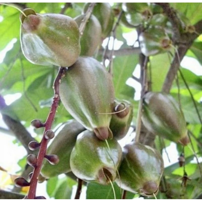 POKOK PUTAT (PUCUK & BUAH BOLEH DIMAKAN) | Shopee Malaysia
