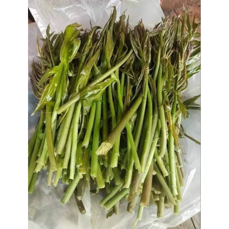 Benih Ulam Pokok Gegeli / Geli - geli / Keladi Keris / Lasia spinosa ...