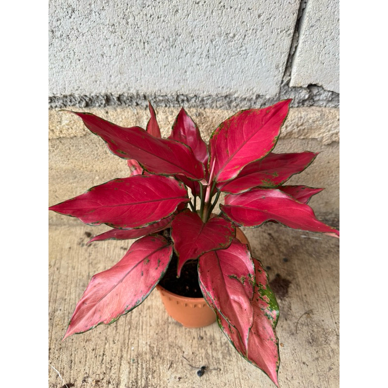 [Plant House] Aglaonema Red Angel 30cm | Shopee Malaysia