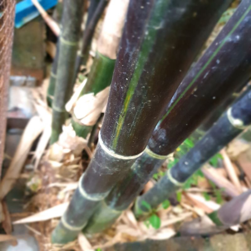 Pokok Buluh HITAM Warisan Jalur Hijau / Pokok Buluh KUNING Jalur Hijau ...