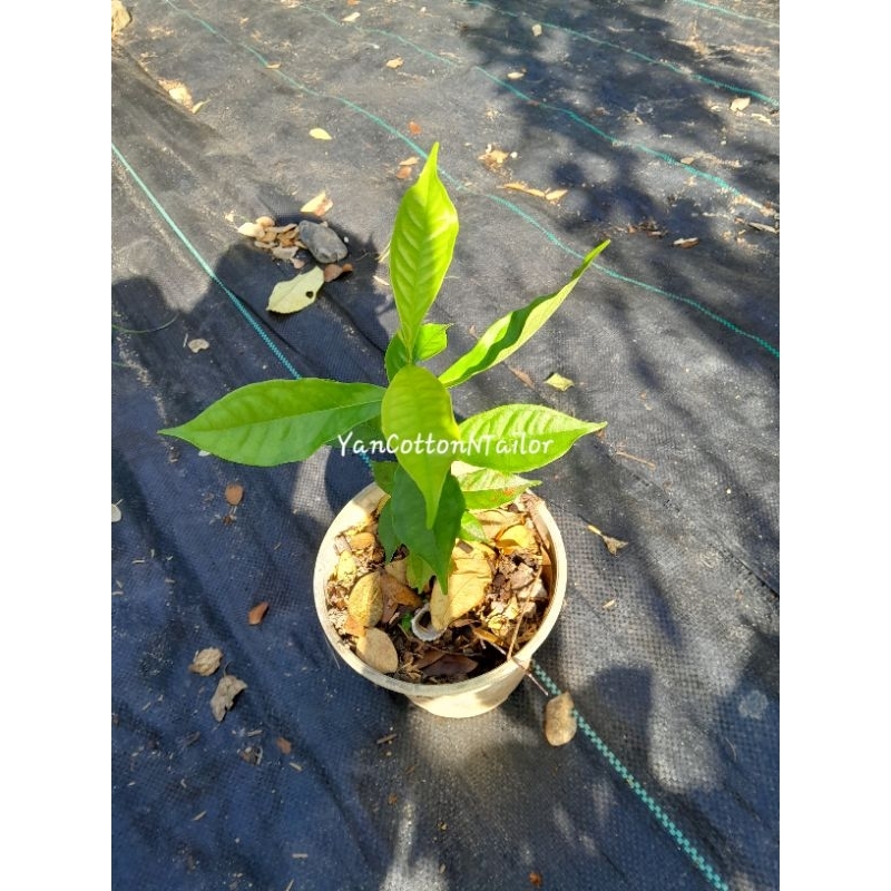 ANAK POKOK SAMAK/SERAI KAYU( PUCUK ULAM NASI KERABU) | Shopee Malaysia