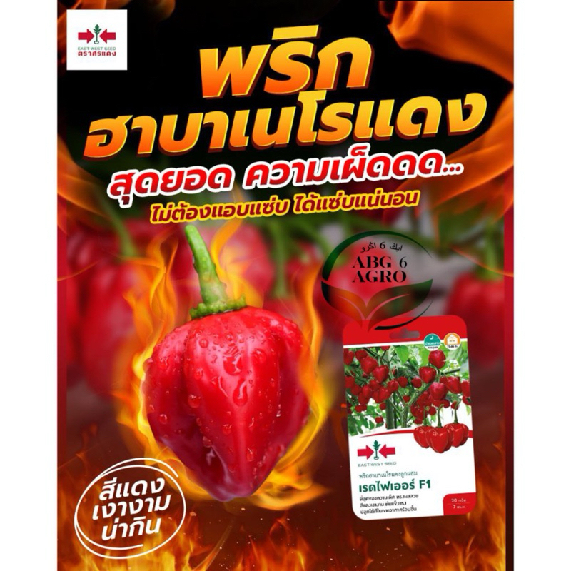 20Biji Benih Cili Habanero F1 Hybrid / Cili Api Merah F1 Hybrid/ Cili ...