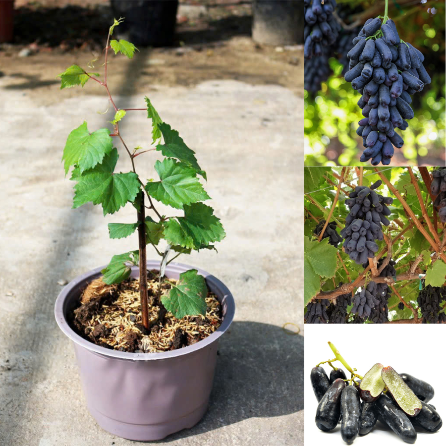 Anak pokok anggur jari tanpa biji sweet sapphire sweet fruit craves ...