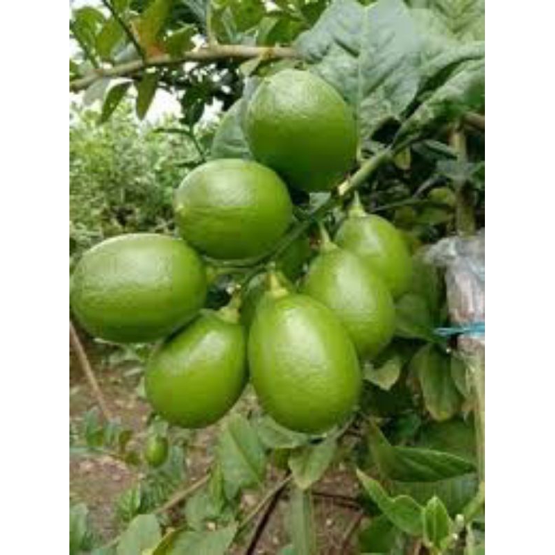 Pokok Lemon Wangi Seedless (Anak Pokok tut) | Shopee Malaysia