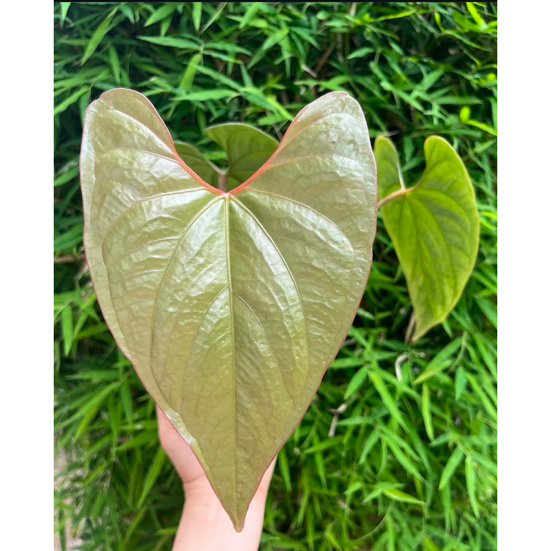 Anthurium SP Silver Peru - Ecuagenera | Shopee Malaysia