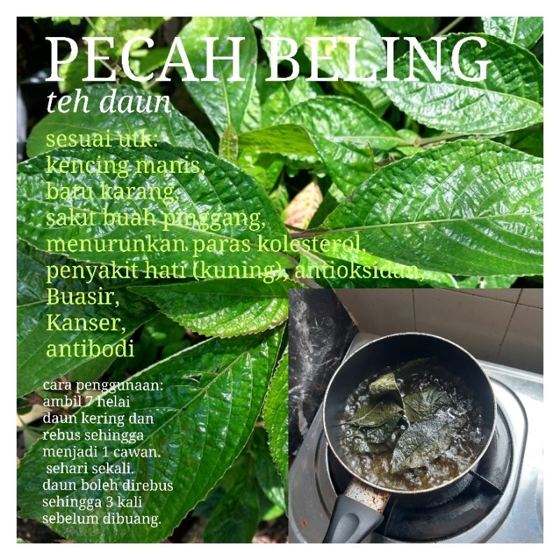 Teh Daun Pecah Beling Hijau | Shopee Malaysia