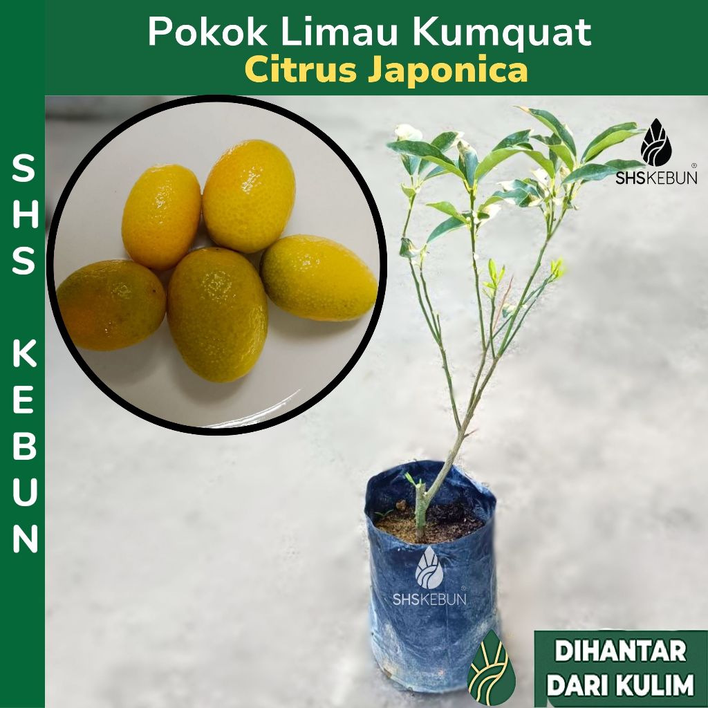 Pokok Buah Limau Kumquat Besar Large Citrus Japonica Plant Live Plant ...