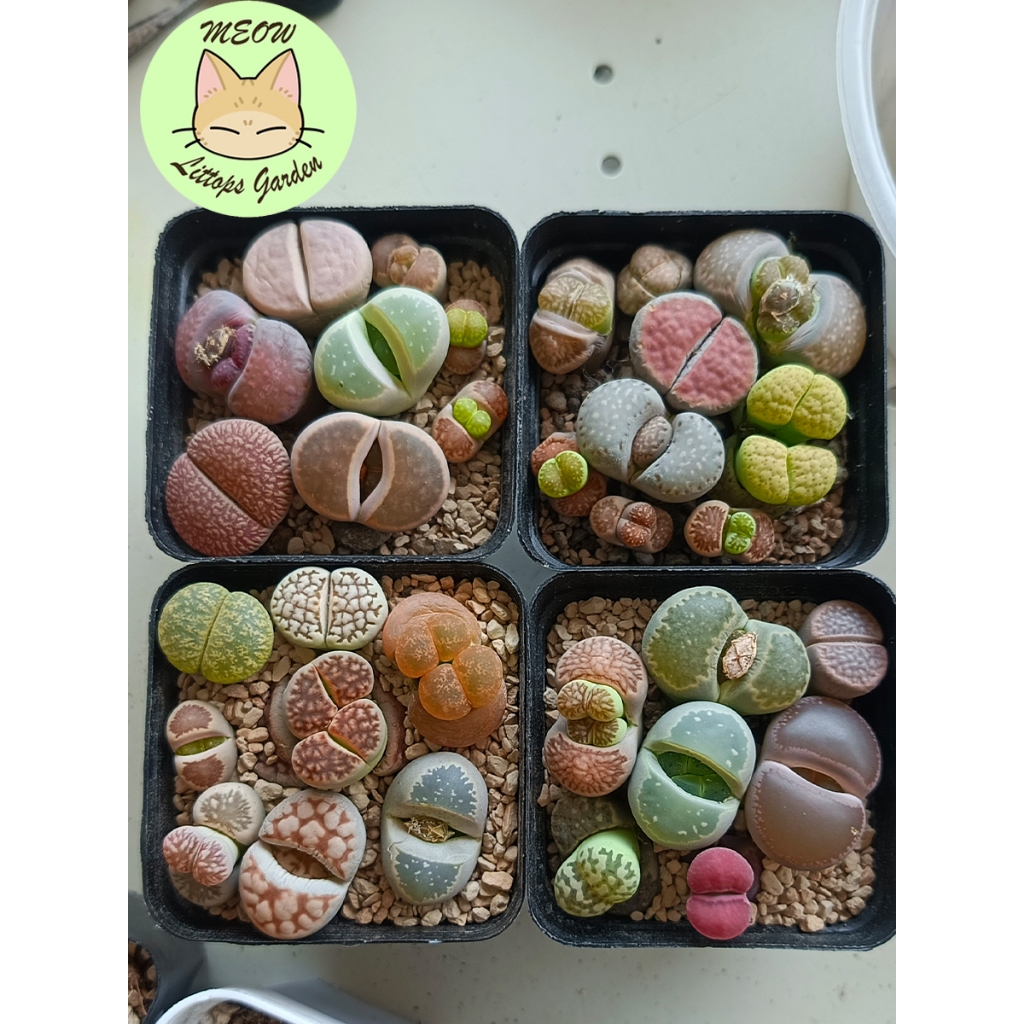 Lithops ready stock/Big Lithops color set in 7cm pot as pic/大颗生石花彩盆 ...