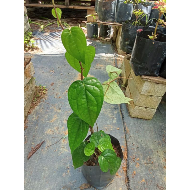 ANAK POKOK SIREH KAMPUNG / HERBAL PLANT | Shopee Malaysia