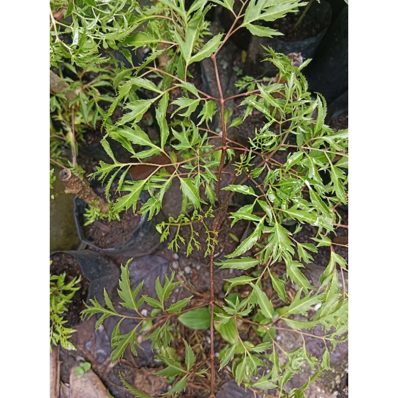 Anak pokok kuku garuda(Halus) | Shopee Malaysia