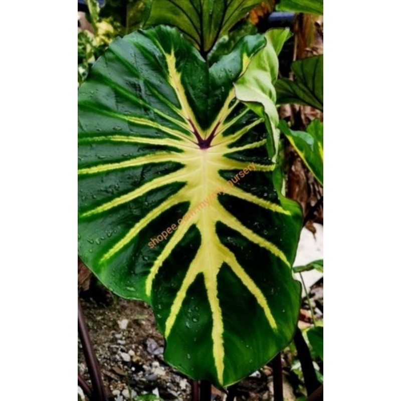 Colocasia Aloha, Black magic variegated, Lemon lime gecko, Red eyed ...