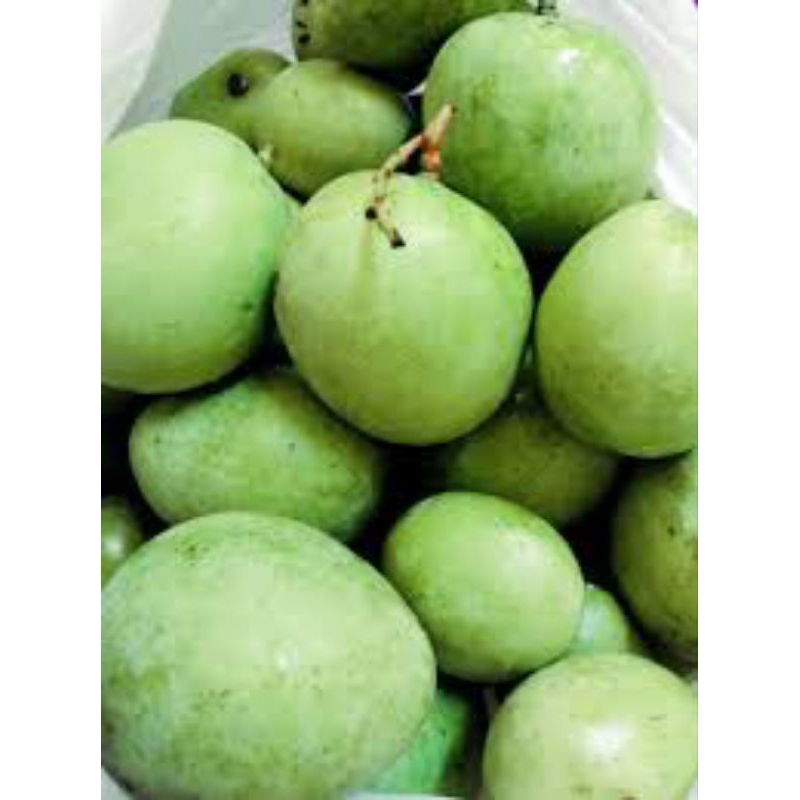 Buah Mangga Muda Epal/Pauh.... | Shopee Malaysia