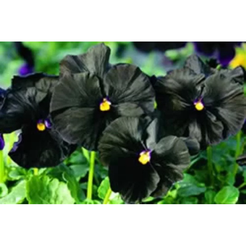 5 seeds black pansy/ rococo/ giant mix | Shopee Malaysia