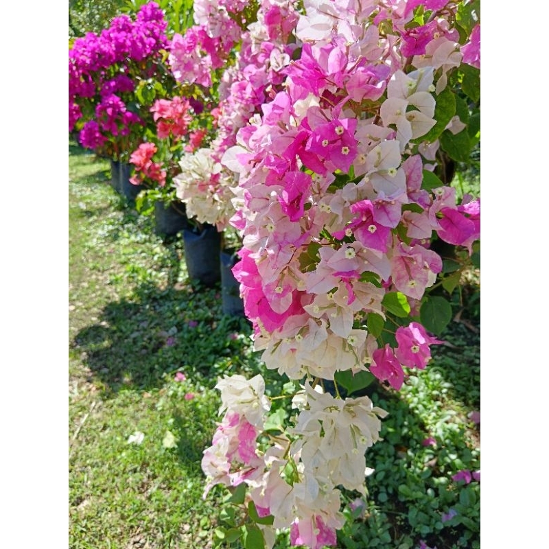 Happy Garden-Bunga Kertas Ice Cream Vanila/杜鹃花冰淇淋Vanila | Shopee Malaysia